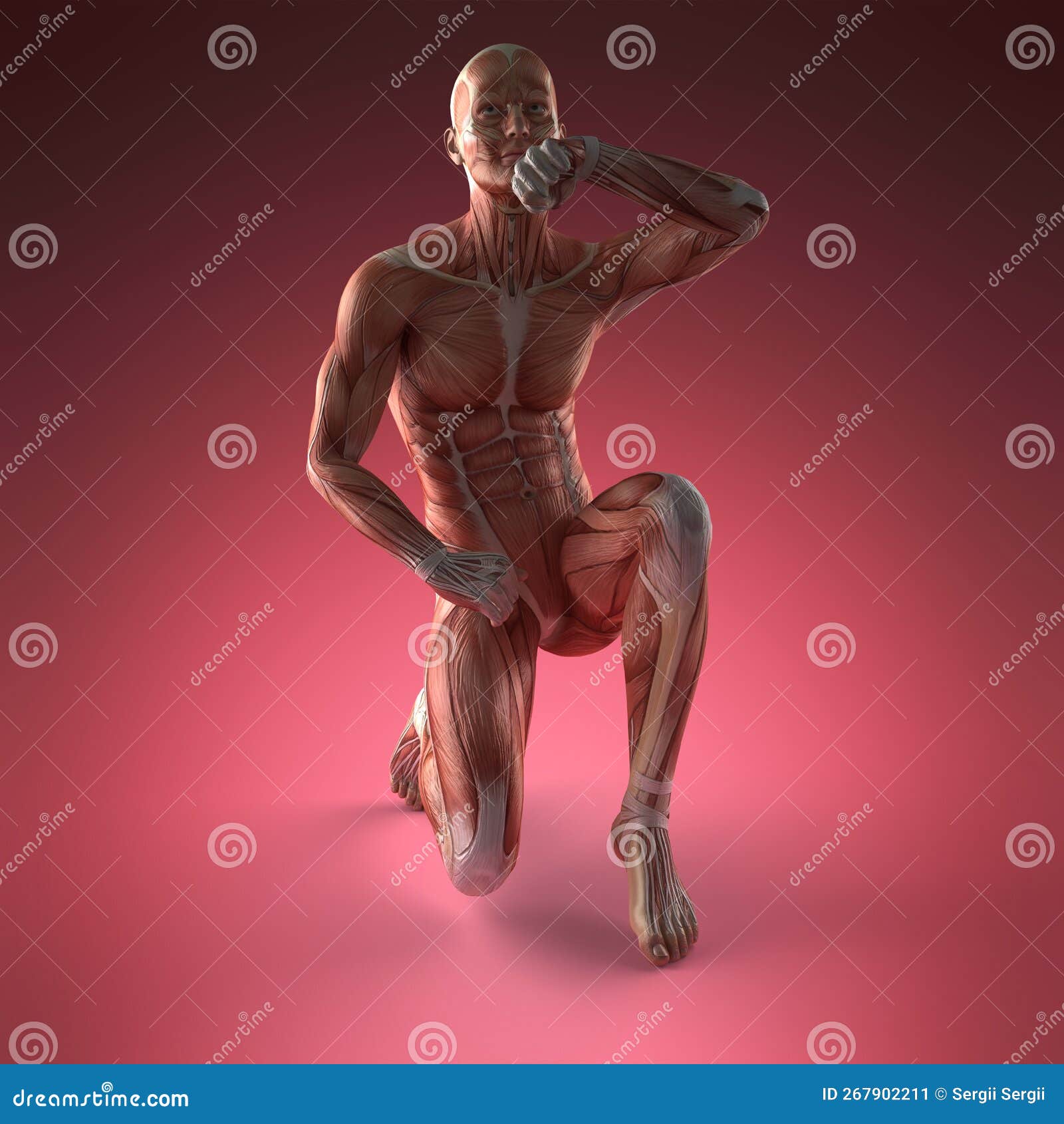 Anatomie Der Menschlichen Muskeln Stock Abbildung - Illustration von anatomisch, lage: 267902211