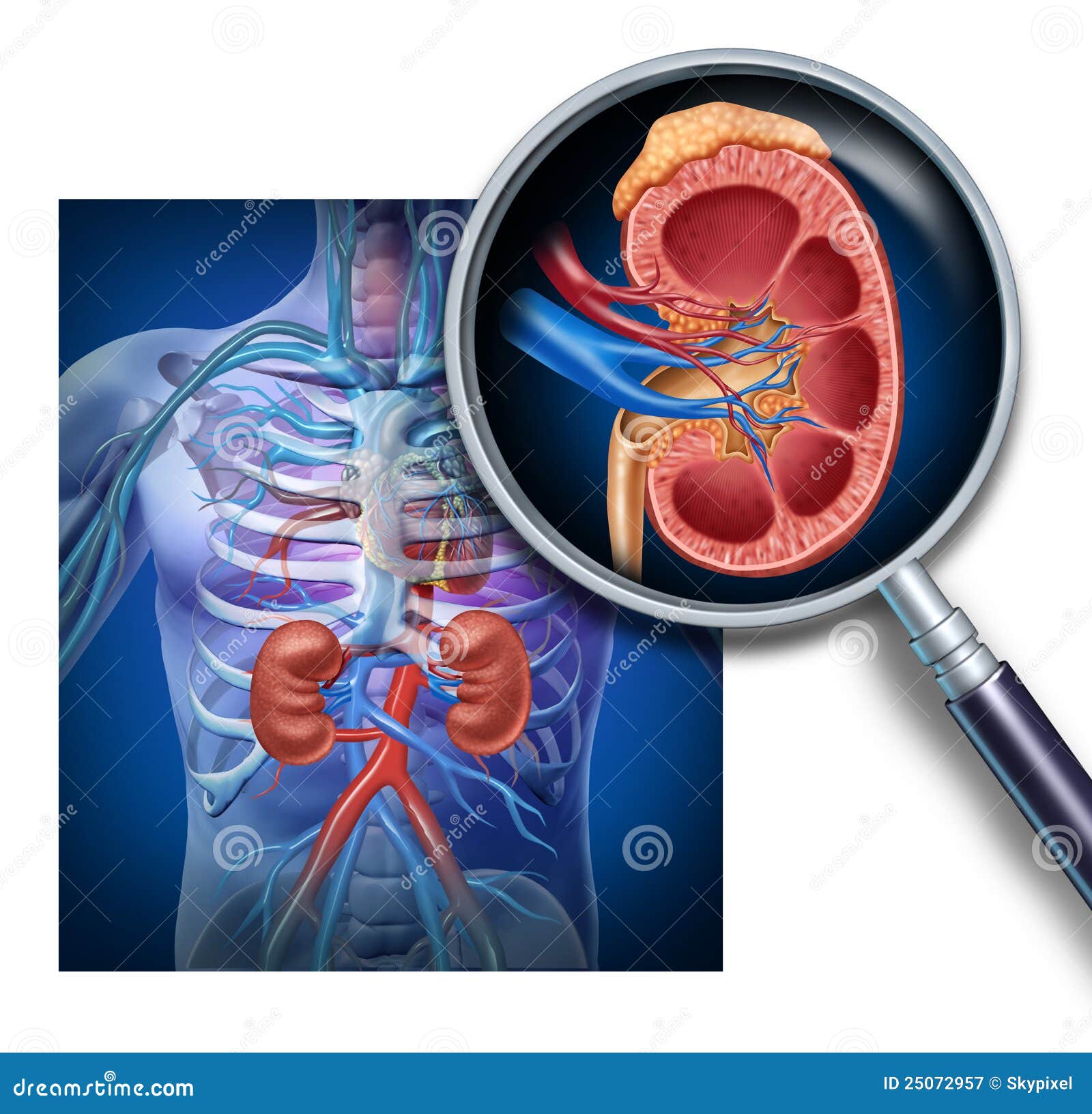 Anatomie Der Menschlichen Niere Lizenzfreie Stockfotografie - Bild ...
