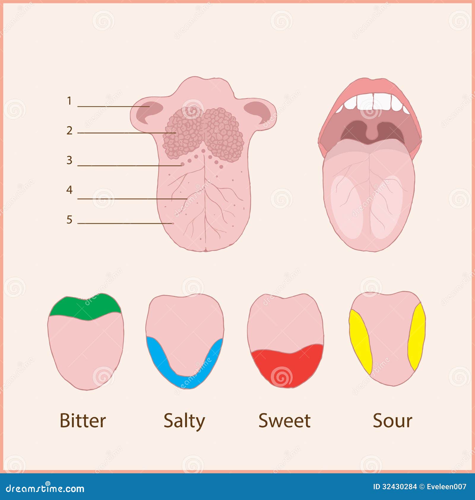 Medical illustration of the anatomy of the tongue Stock Vector Image ...