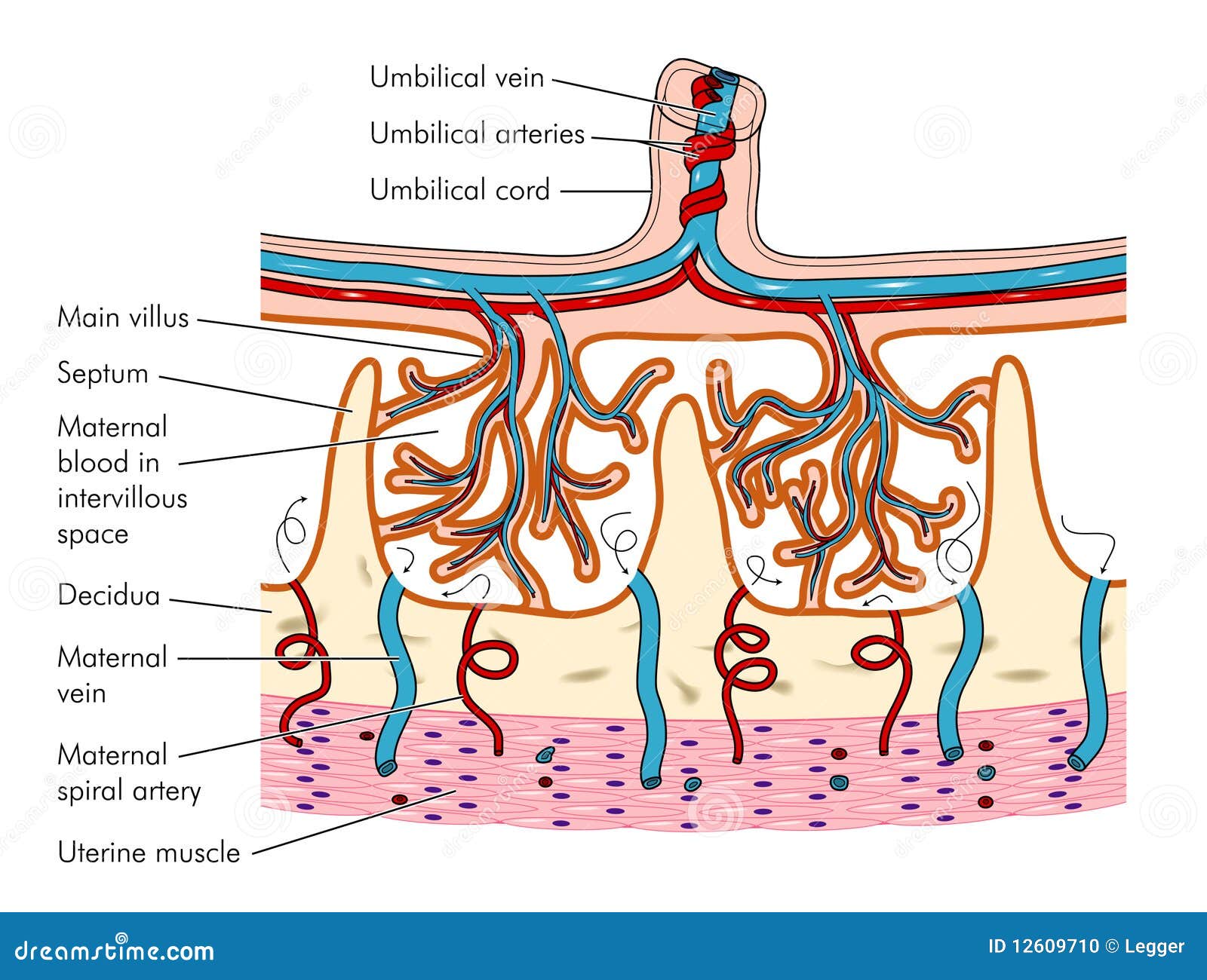 Anatomie der Plazenta vektor abbildung. Illustration von arterie - 12609710