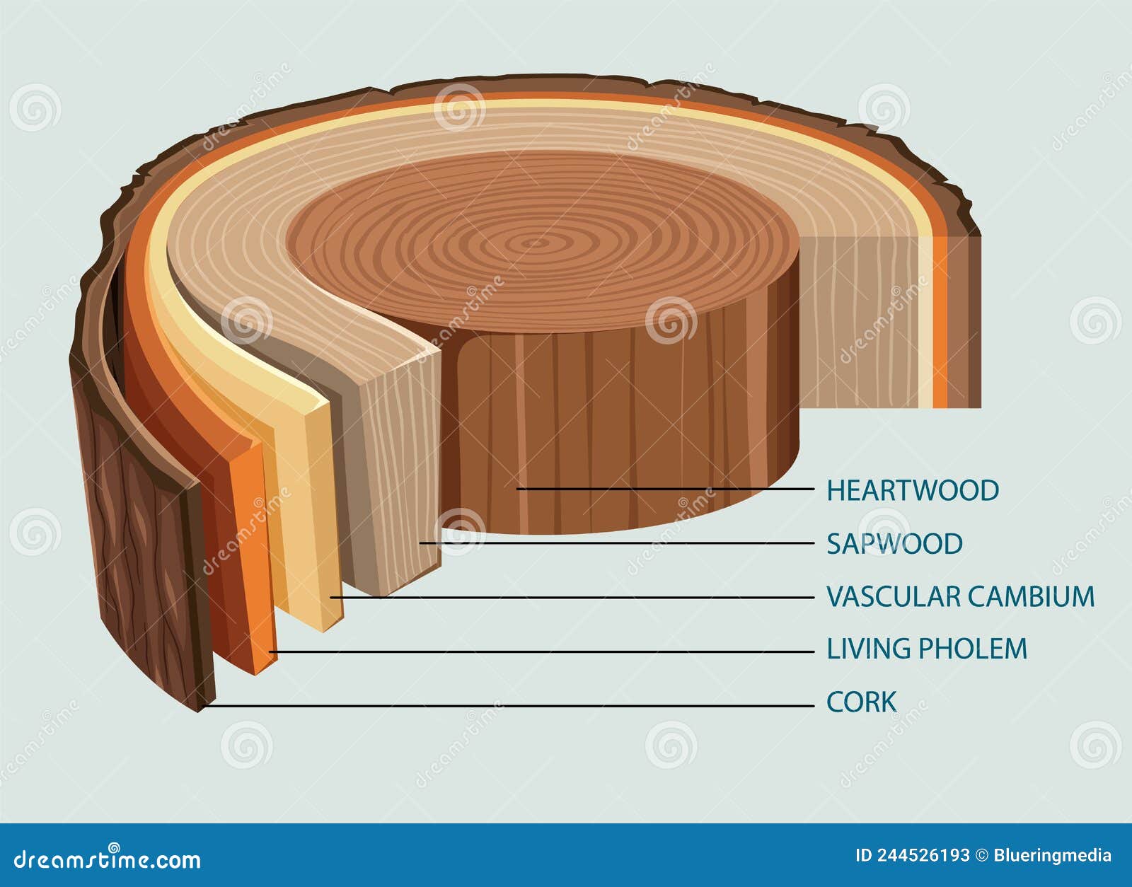 Anatomie des Baumstamms vektor abbildung. Illustration von diagramm ...
