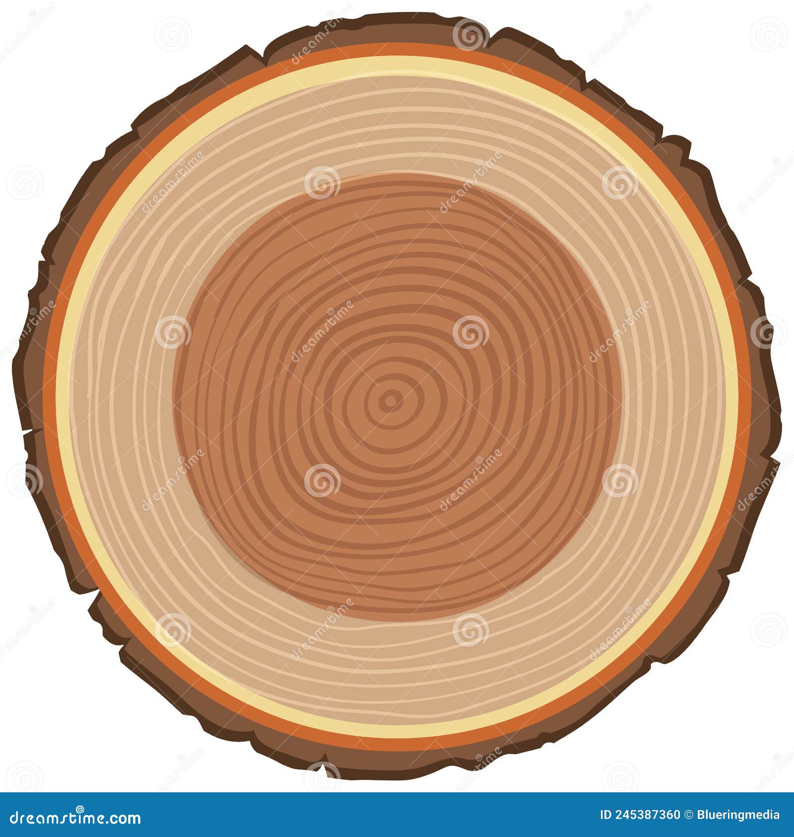 Anatomie des Baumstamms vektor abbildung. Illustration von innere ...