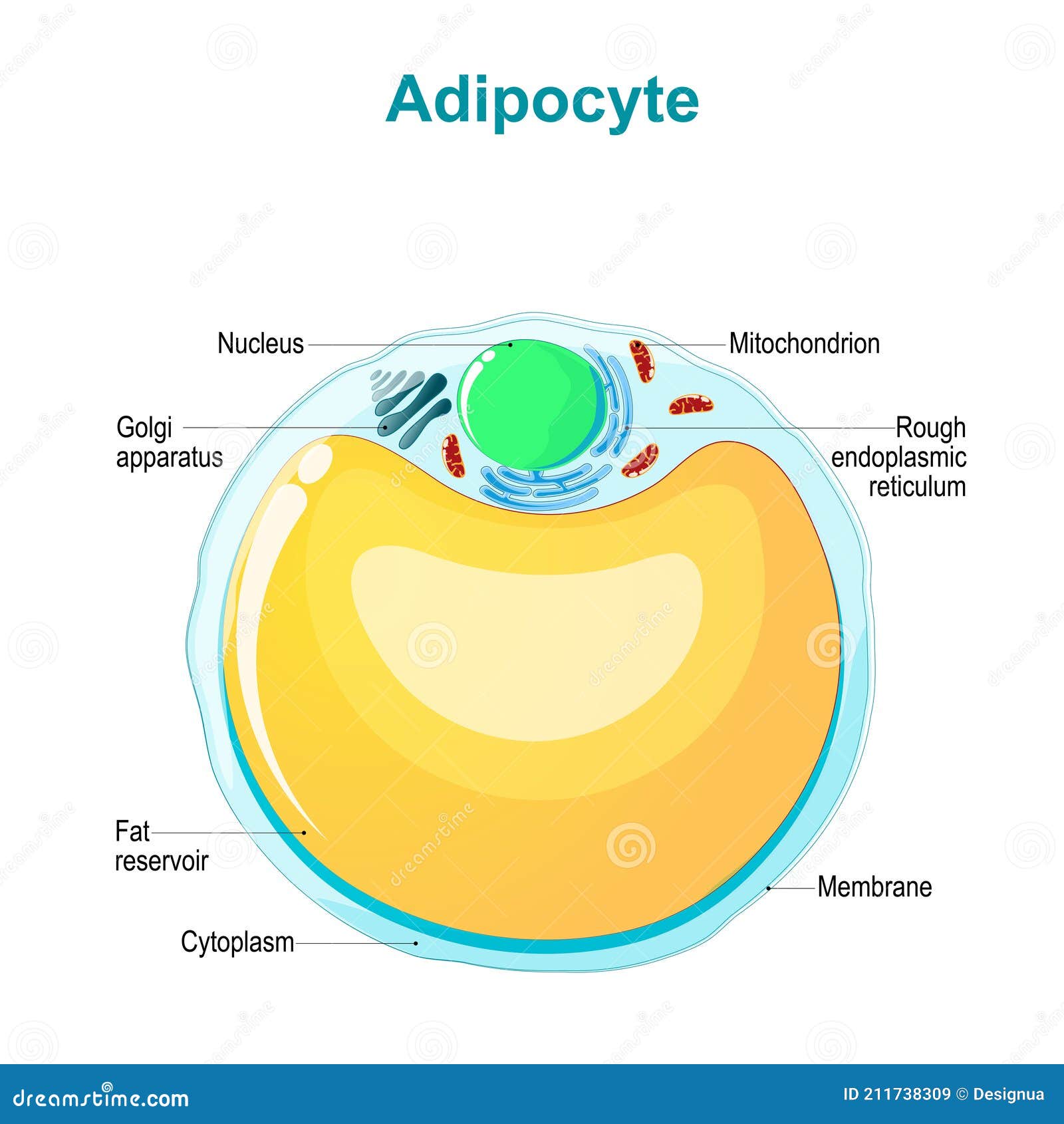 Anatomie Des Cellules Adipeuses. Structure Adipocytaire Illustration de ...