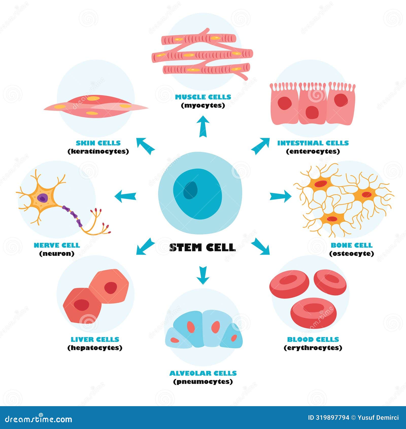 Anatomie Des Cellules Du Corps Humain Illustration Stock - Illustration ...