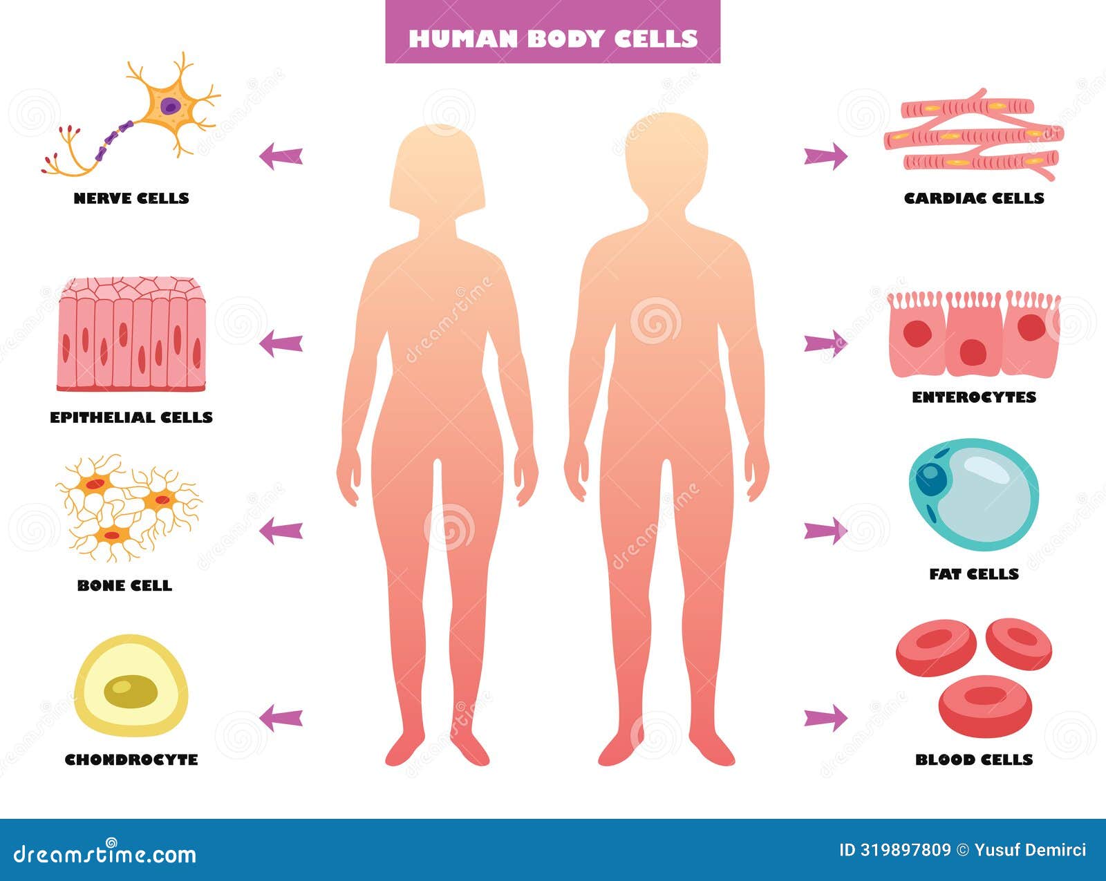 Anatomie Des Cellules Du Corps Humain Illustration Stock - Illustration ...