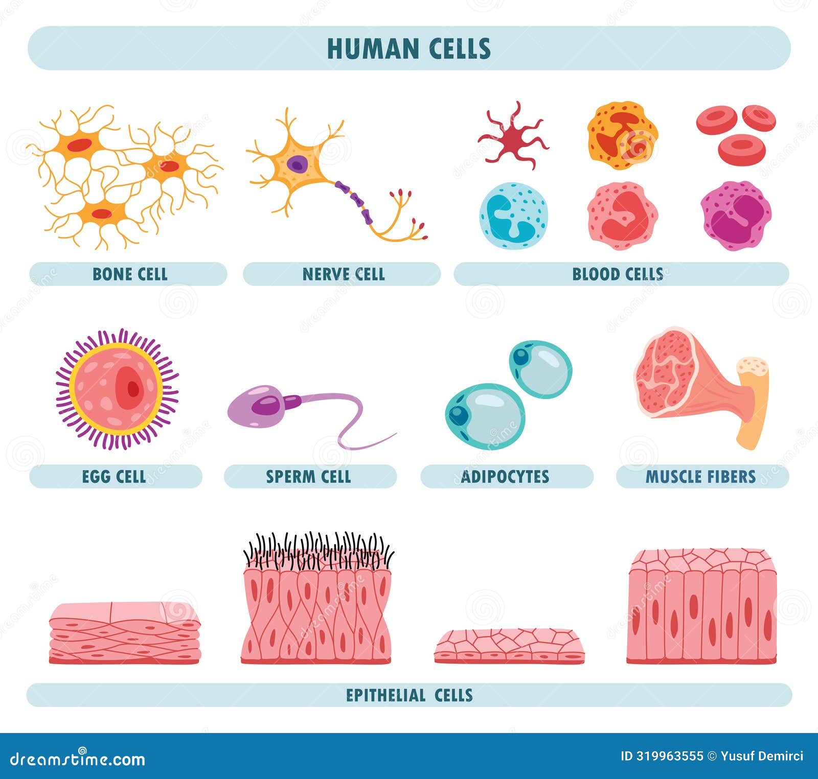 Anatomie Des Cellules Du Corps Humain Illustration de Vecteur ...