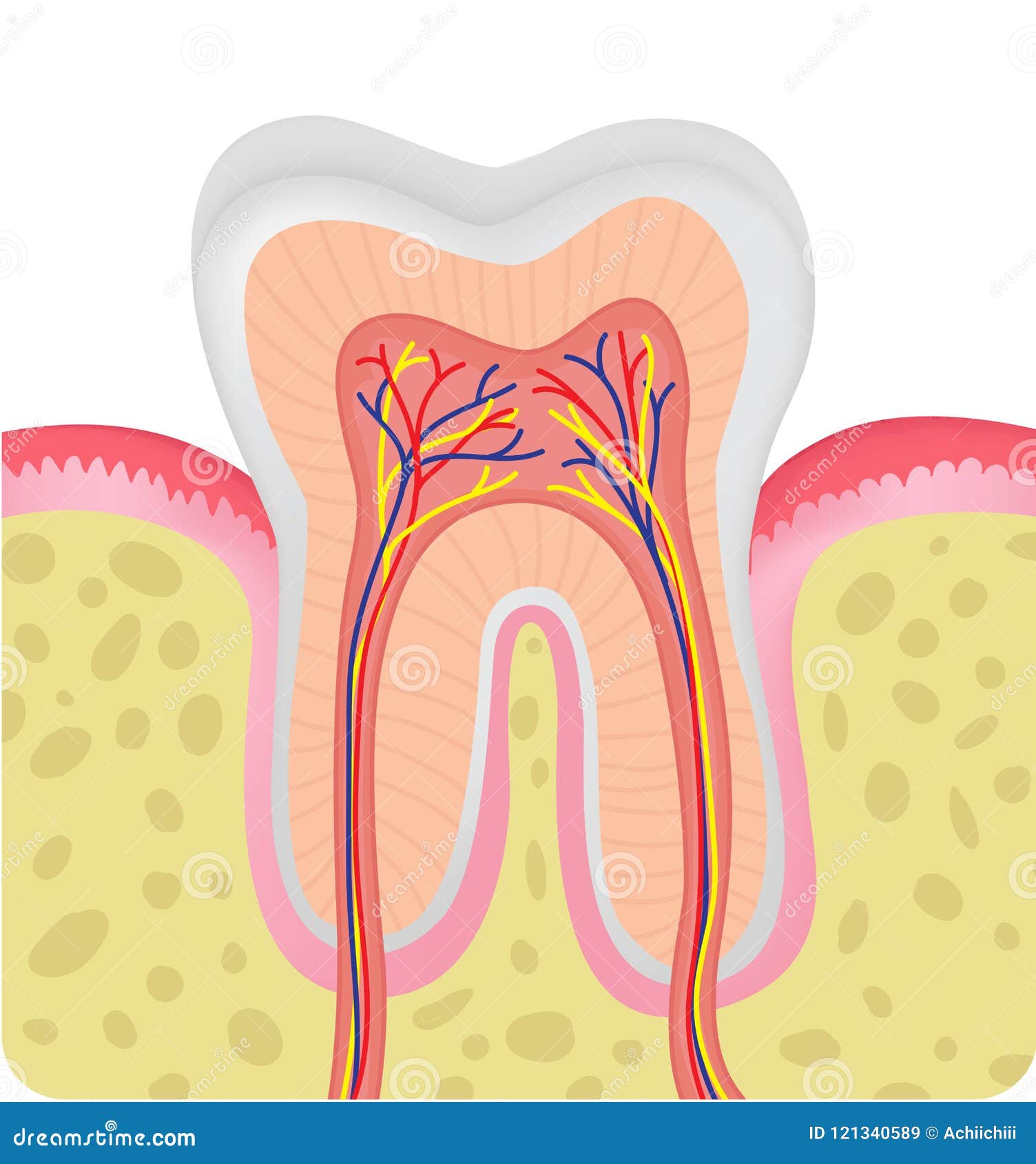 Anatomie Des Dents Humaines Illustration de Vecteur - Illustration of ...