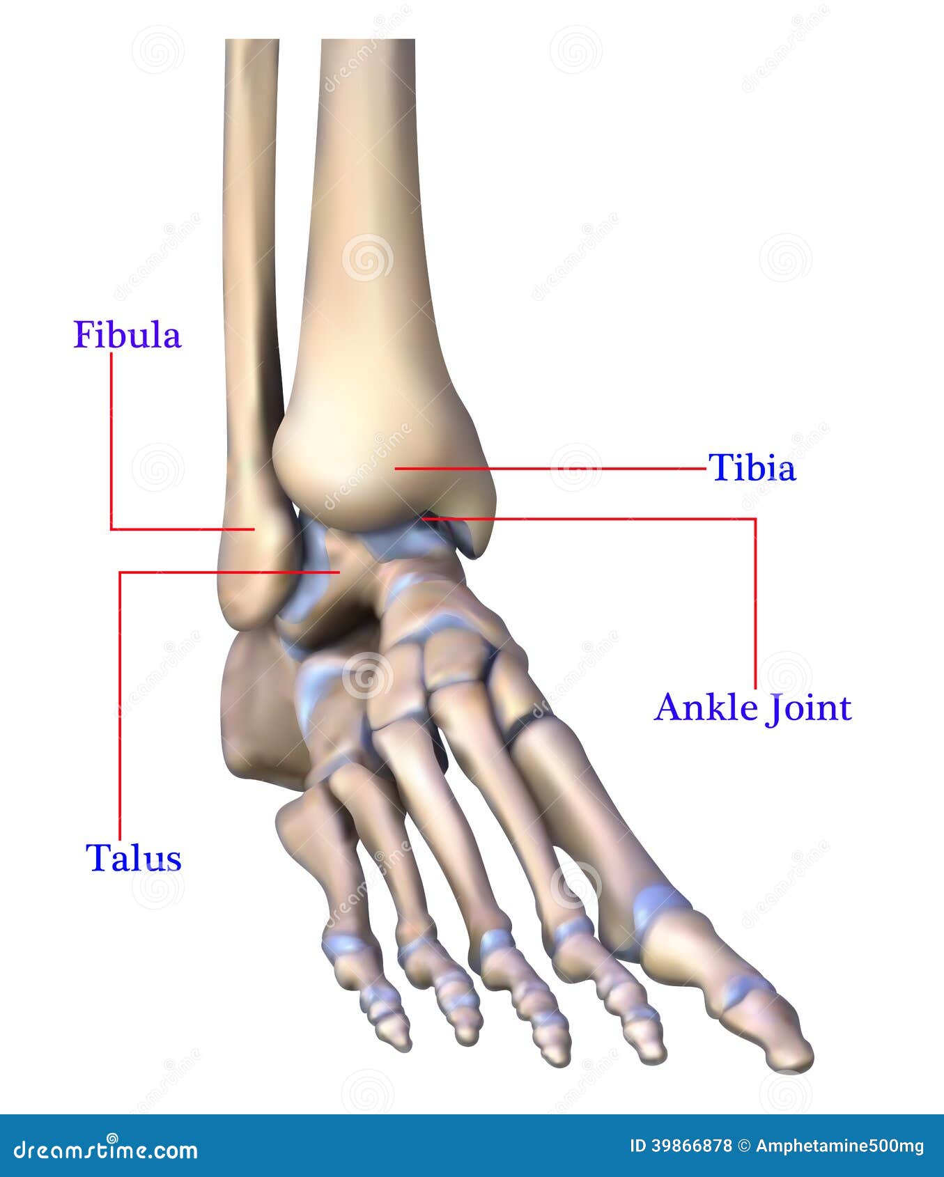 Anatomie des Fußknochens stock abbildung. Illustration von knochen ...