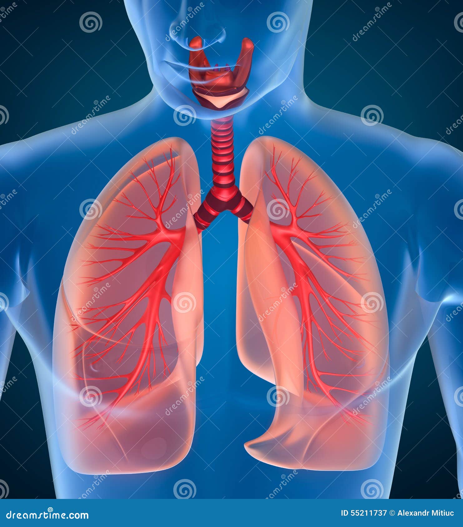 Anatomie Des Menschlichen Atmungssystems Stock Abbildung - Illustration ...
