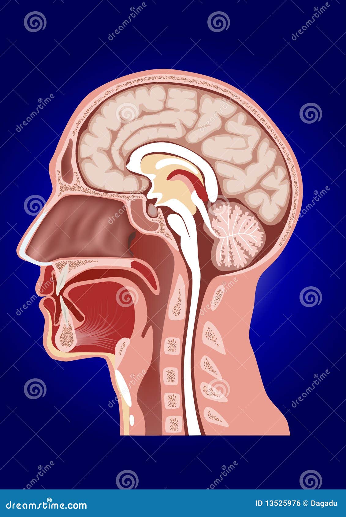 Anatomie Des Menschlichen Kopfes Vektor Abbildung - Illustration von ...