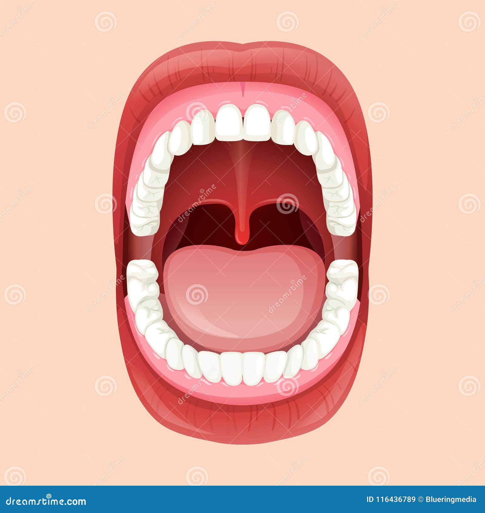 Anatomie Des Menschlichen Munds Vektor Abbildung - Illustration von ...