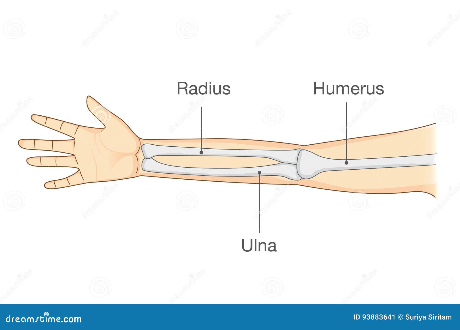 Anatomie Des Menschlichen Armknochens 4.251 Armknochen Stock Photos,
