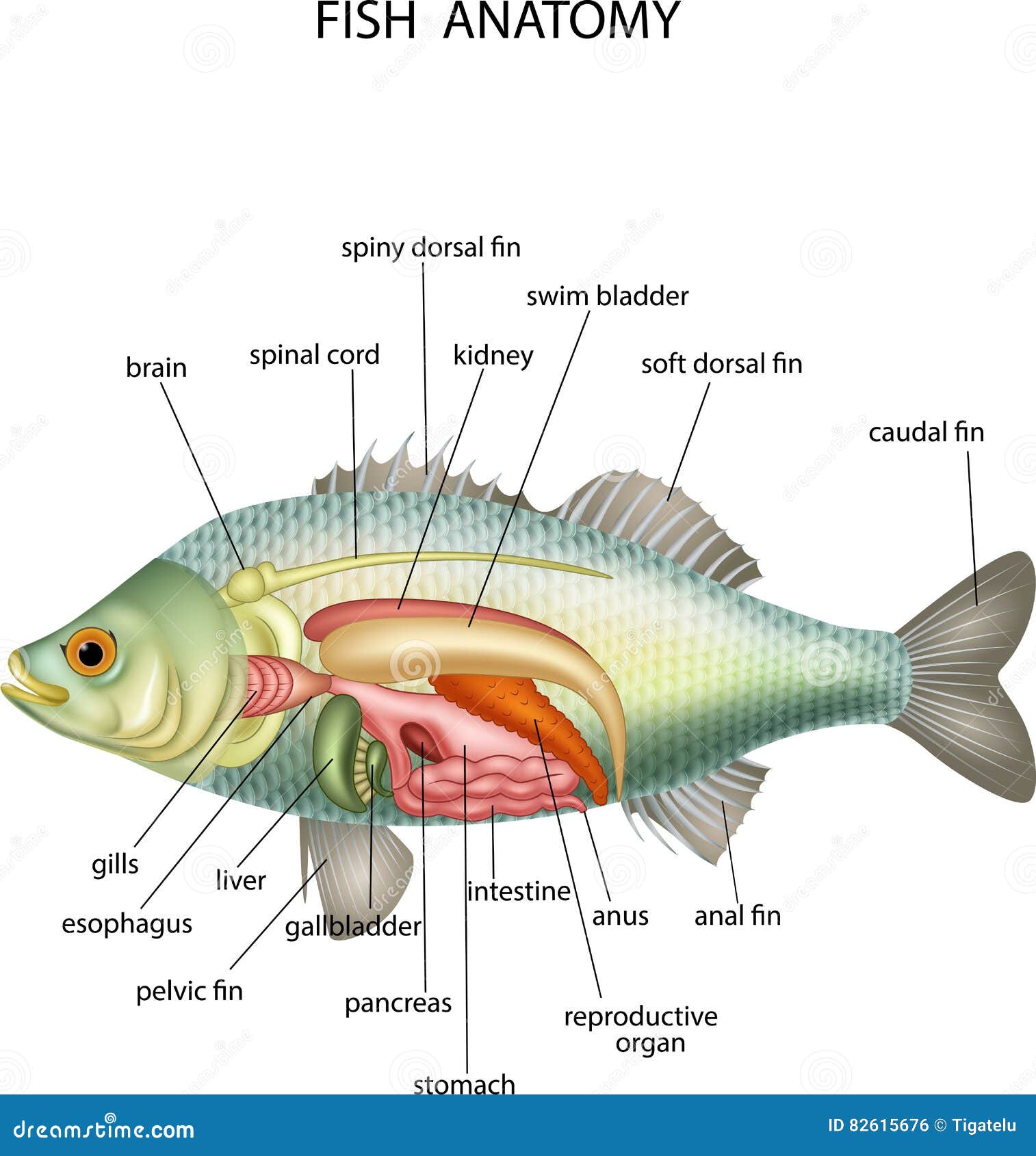 Anatomie des poissons illustration de vecteur. Illustration of vessie ...