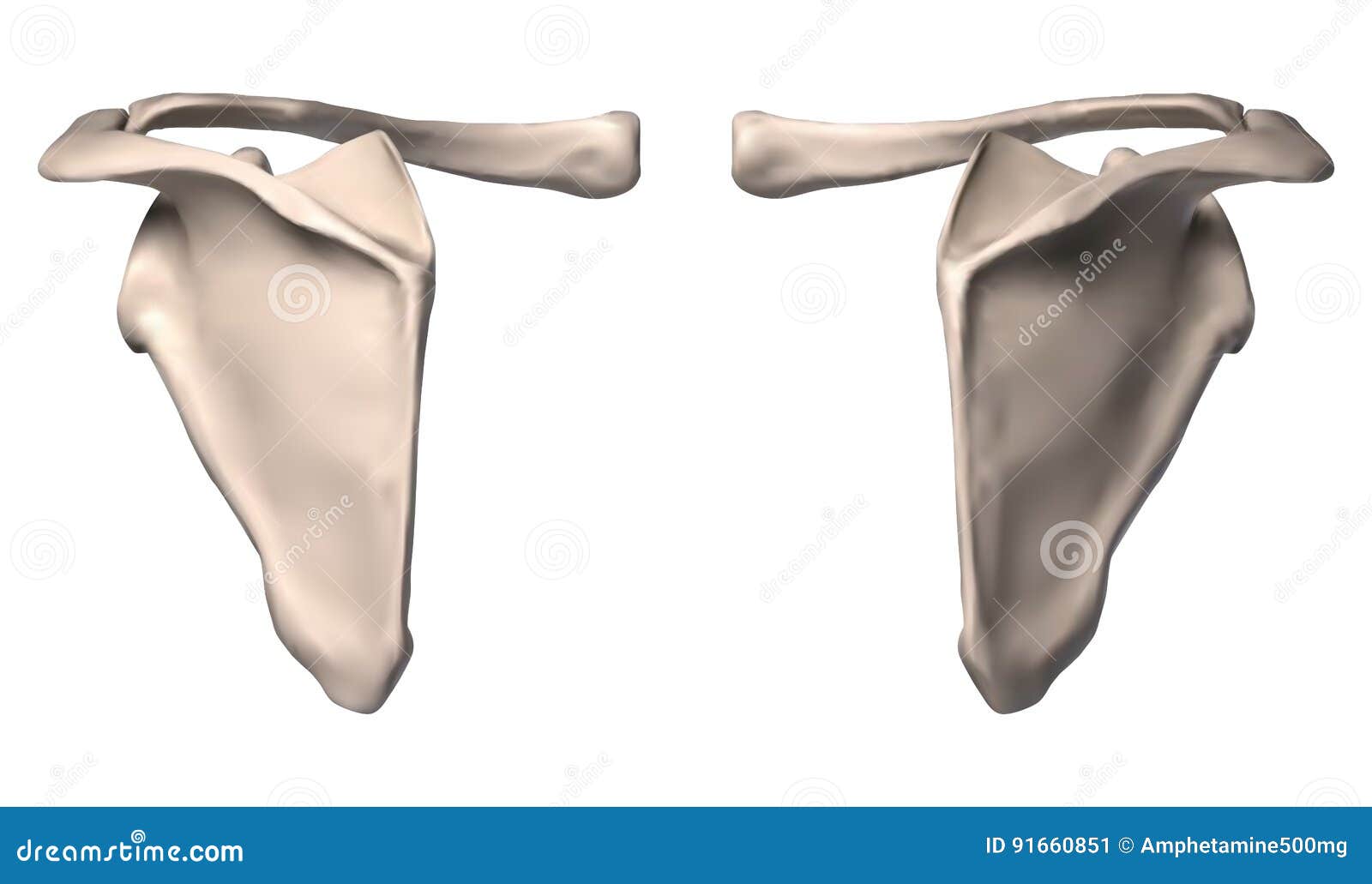 Anatomie Des Schulterknochens