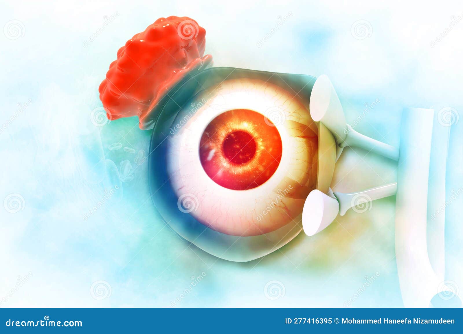 Anatomie Des Yeux Humains. Structure Interne Illustration Stock ...