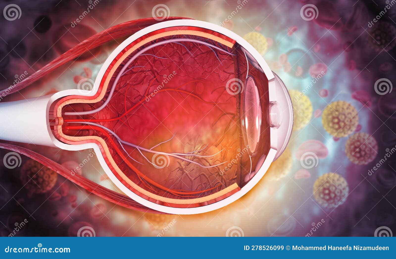Anatomie Des Yeux Humains. Structure Interne Illustration Stock ...