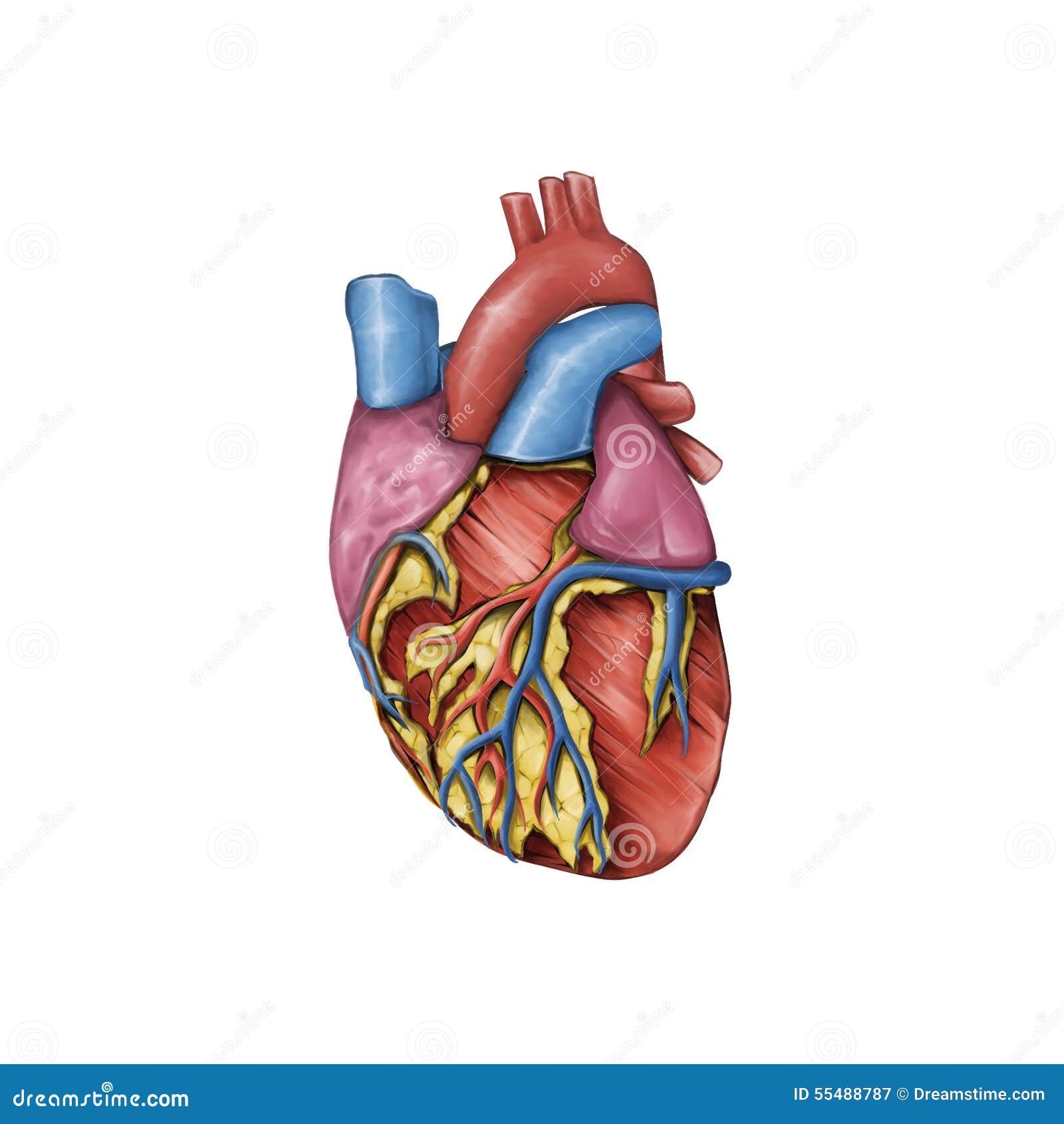 Anatomie du coeur humain illustration stock. Illustration du vivant ...