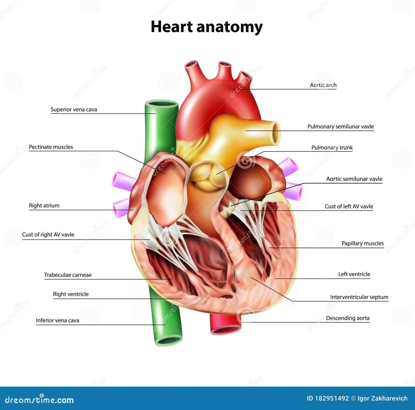 Anatomie Du Coeur. Section Du Coeur Illustration de Vecteur ...