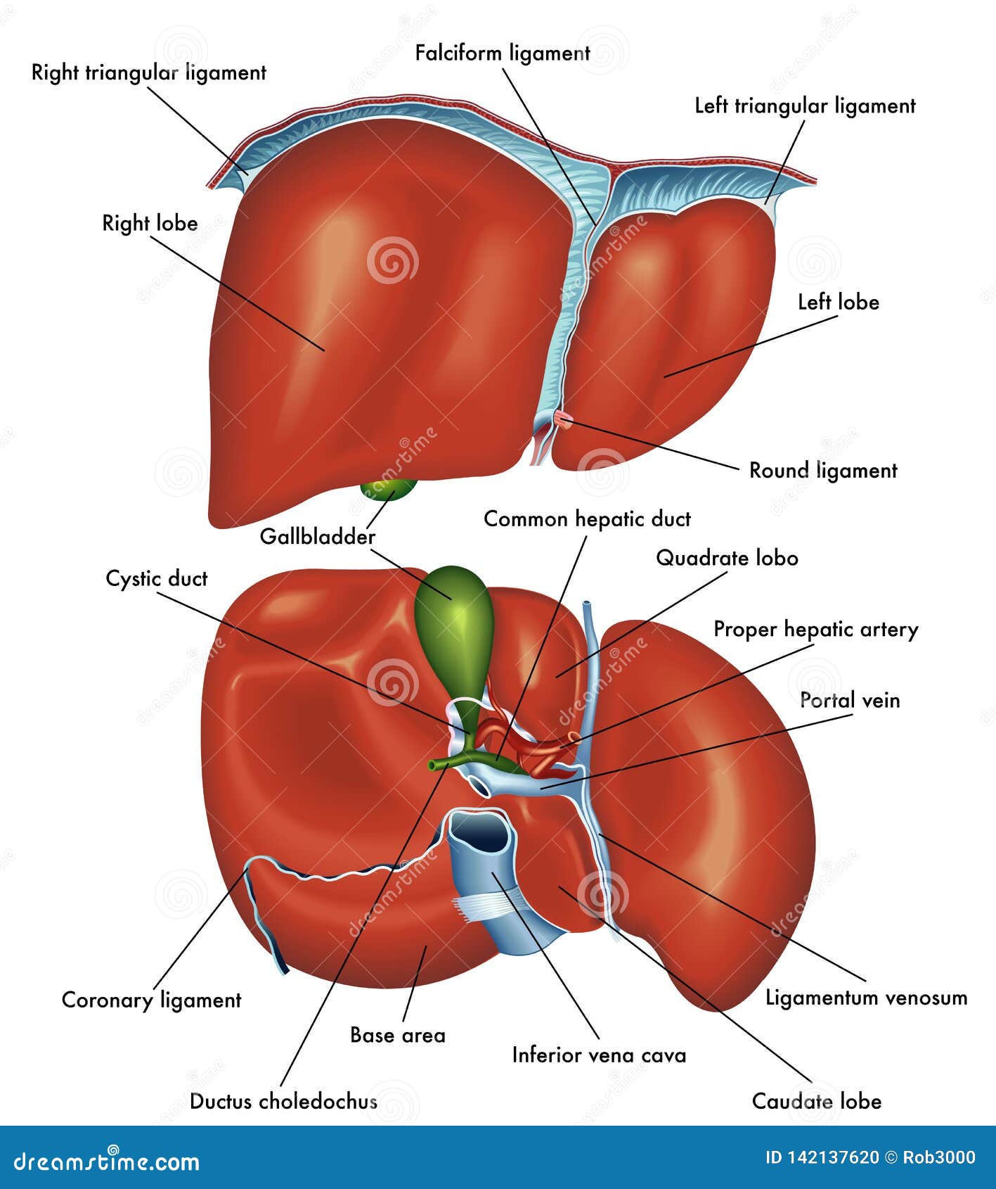 Anatomie du foie illustration de vecteur. Illustration of ligament ...