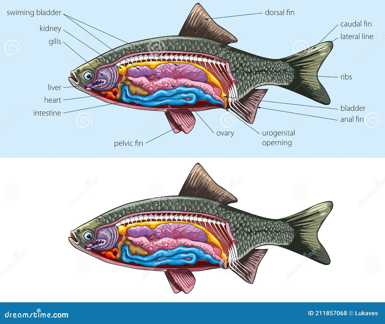 Anatomie du poisson illustration de vecteur. Illustration du marin ...