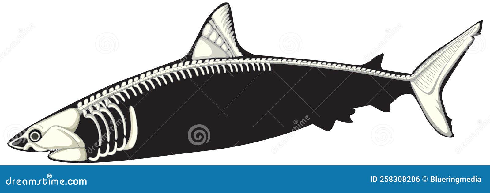 Anatomie Du Requin Avec Squelette Illustration de Vecteur ...