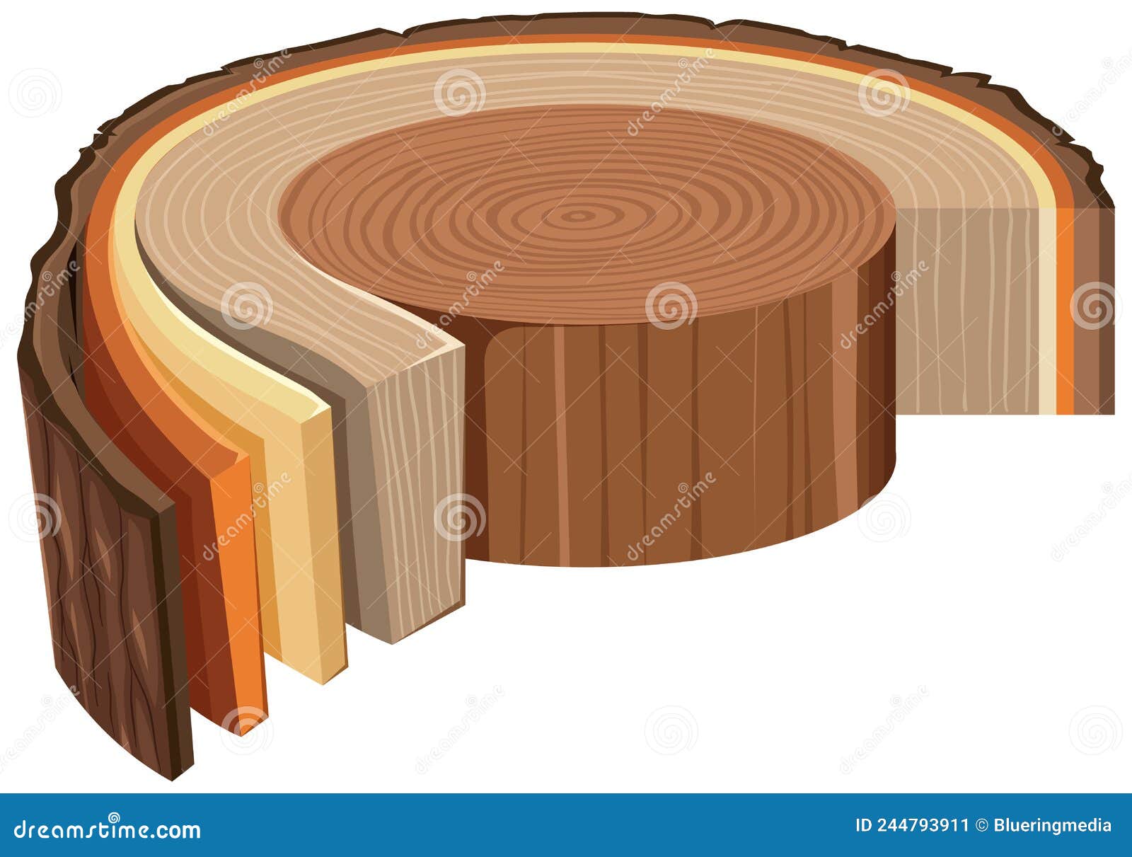 Anatomie du tronc d'arbre illustration de vecteur. Illustration du ...