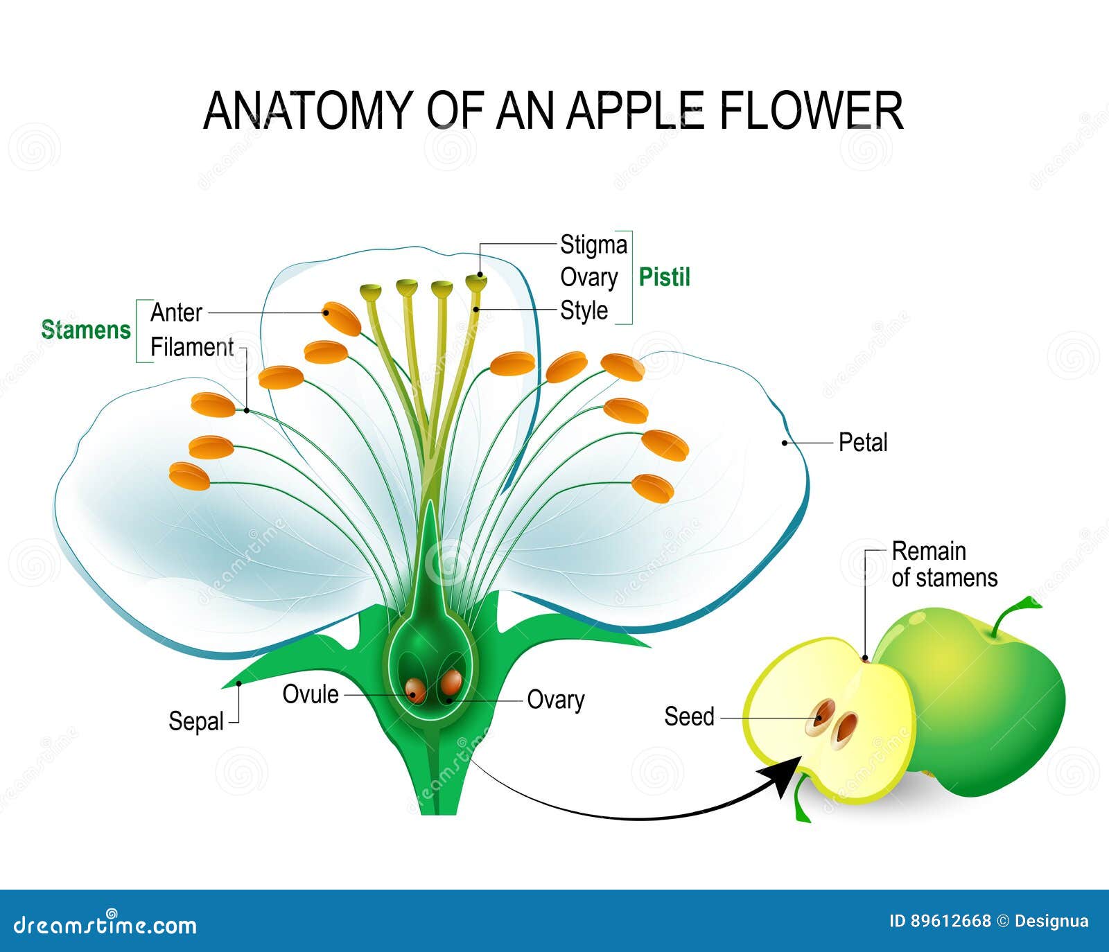 Anatomie einer Apfelblume vektor abbildung. Illustration von anthere ...