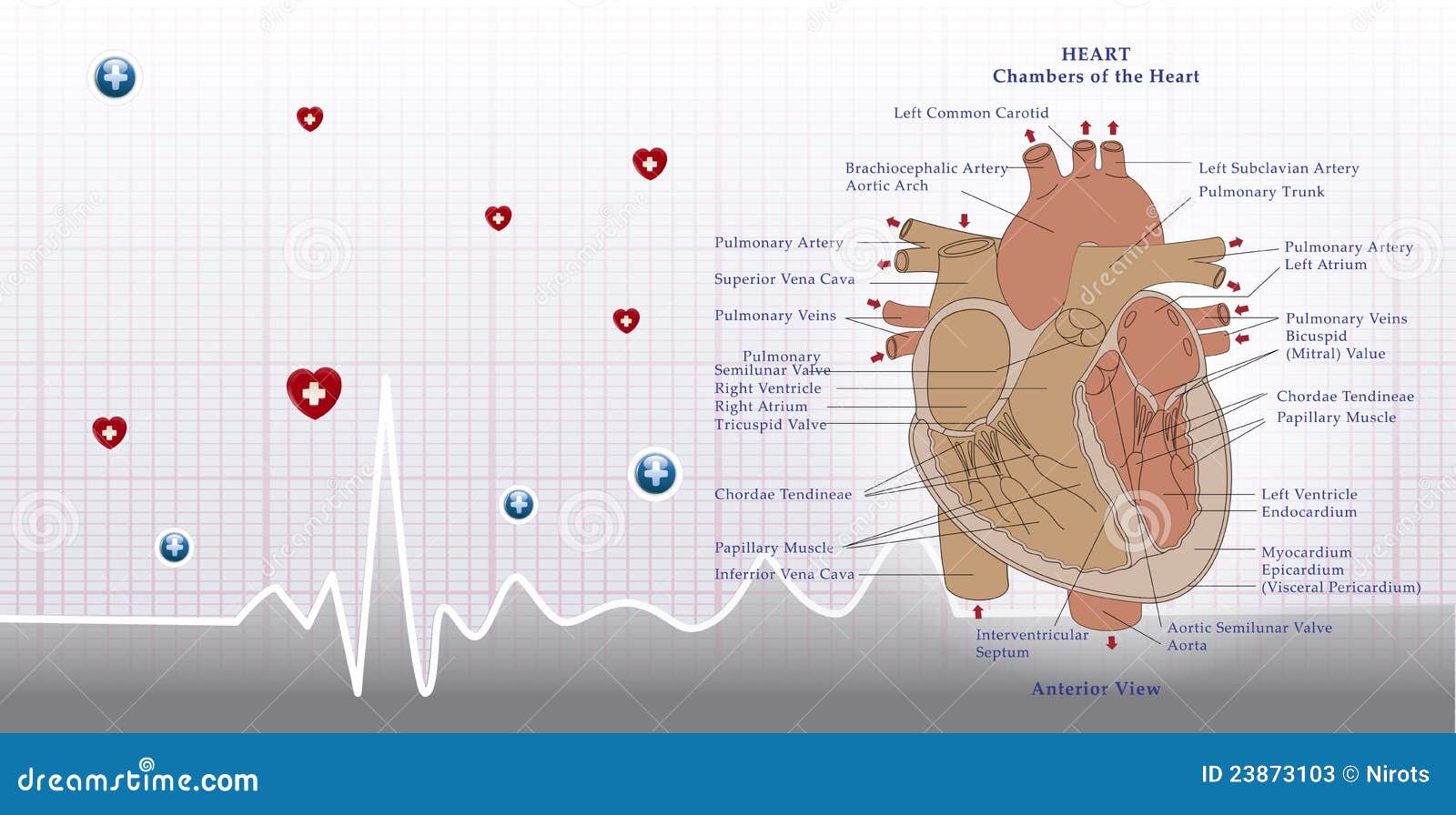 Anatomie et ecg de coeur illustration stock. Illustration du acute ...