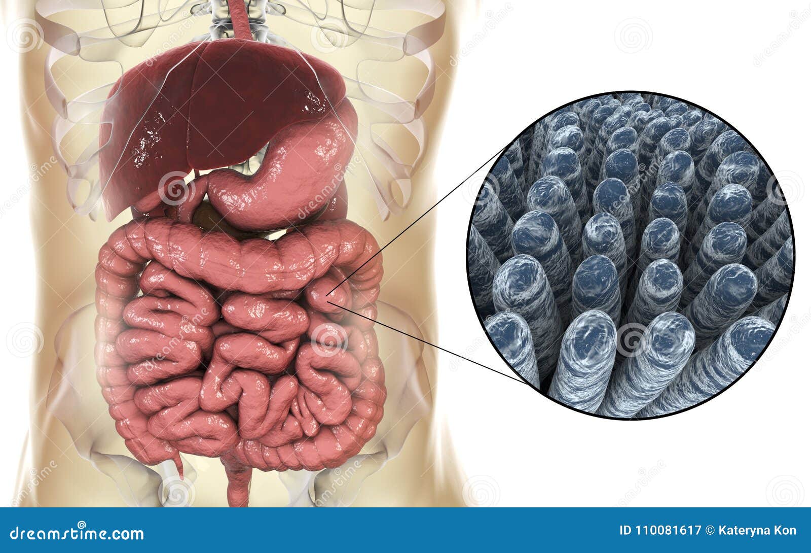 Anatomie Et Histologie Intestinales Illustration Stock - Illustration ...