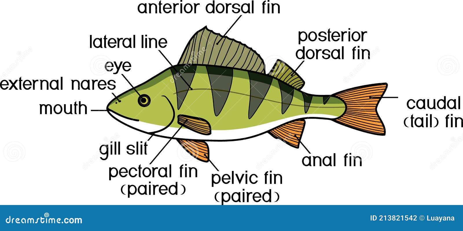 Anatomie Externe Du Poisson Illustration de Vecteur - Illustration du ...