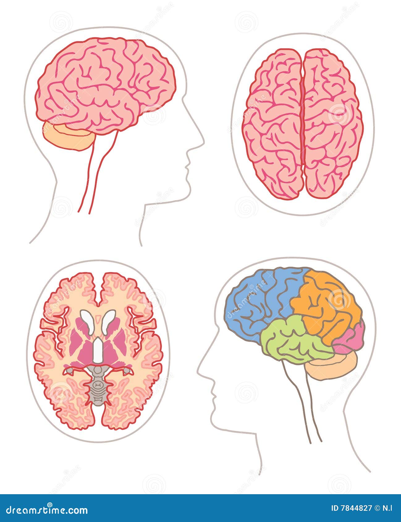 Anatomie - Hersenen 2 vector illustratie. Illustration of kern - 7844827
