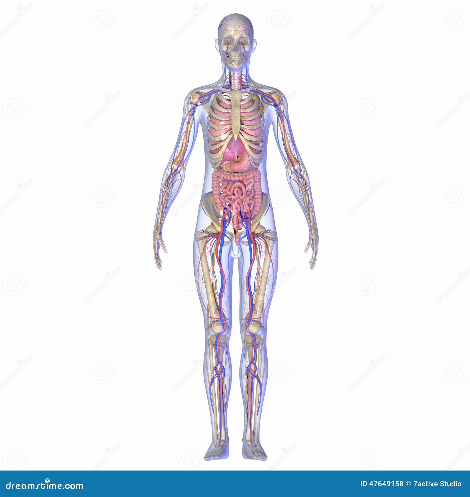 Anatomie humaine illustration stock. Illustration du tête - 47649158