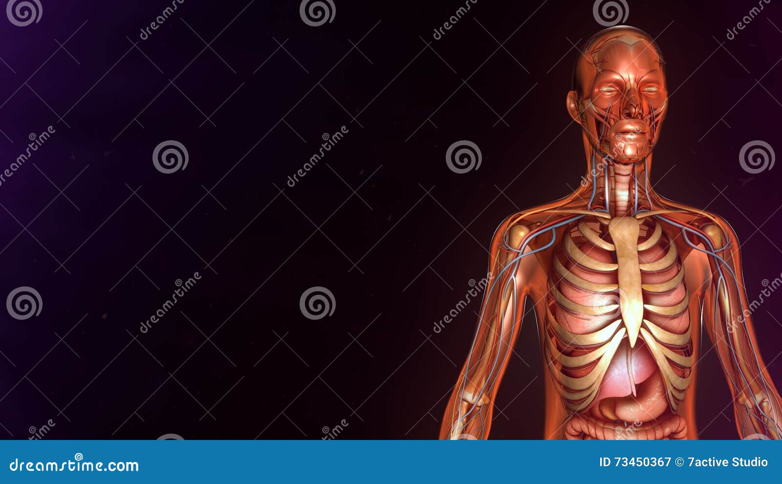 Anatomie humaine illustration stock. Illustration du foie - 73450367