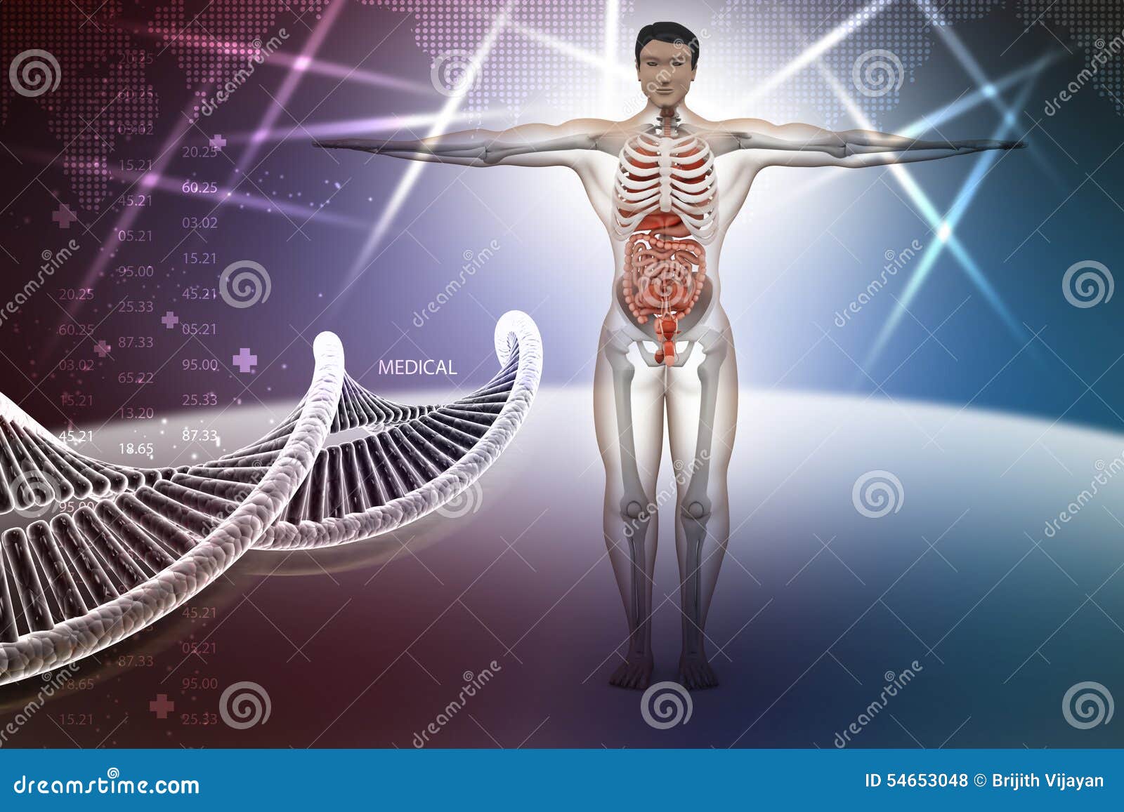 Anatomie Humaine Avec De L'ADN Illustration Stock - Illustration du ...