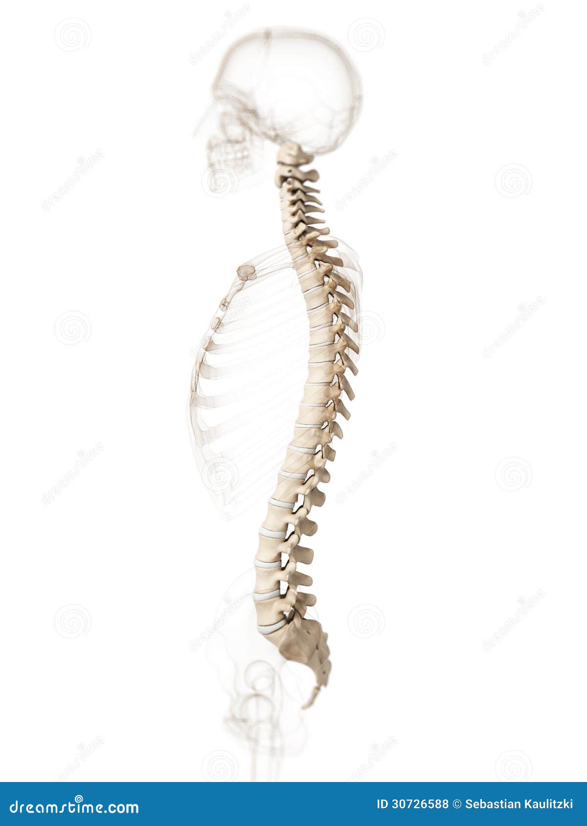 Anatomie humaine d'épine illustration stock. Illustration du soin ...