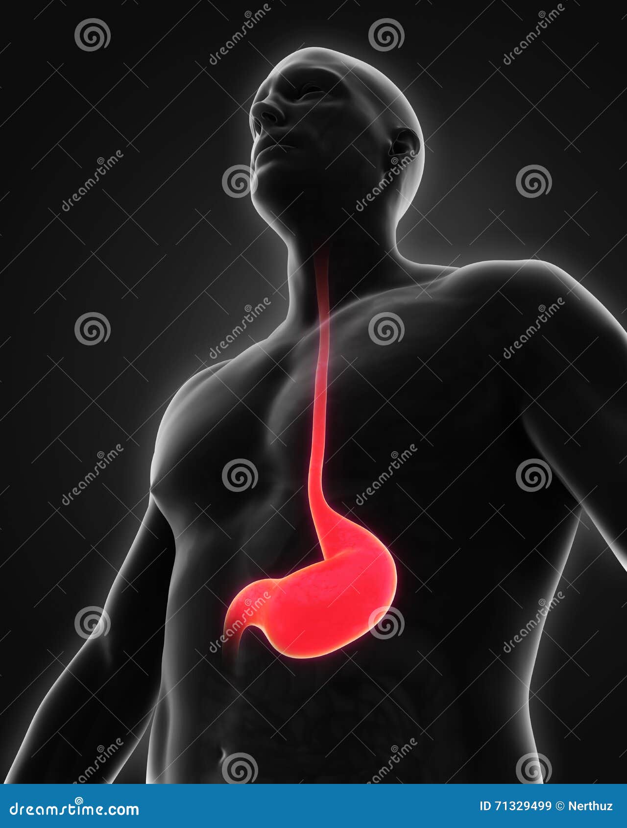 Anatomie humaine d'estomac illustration stock. Illustration du complexe ...