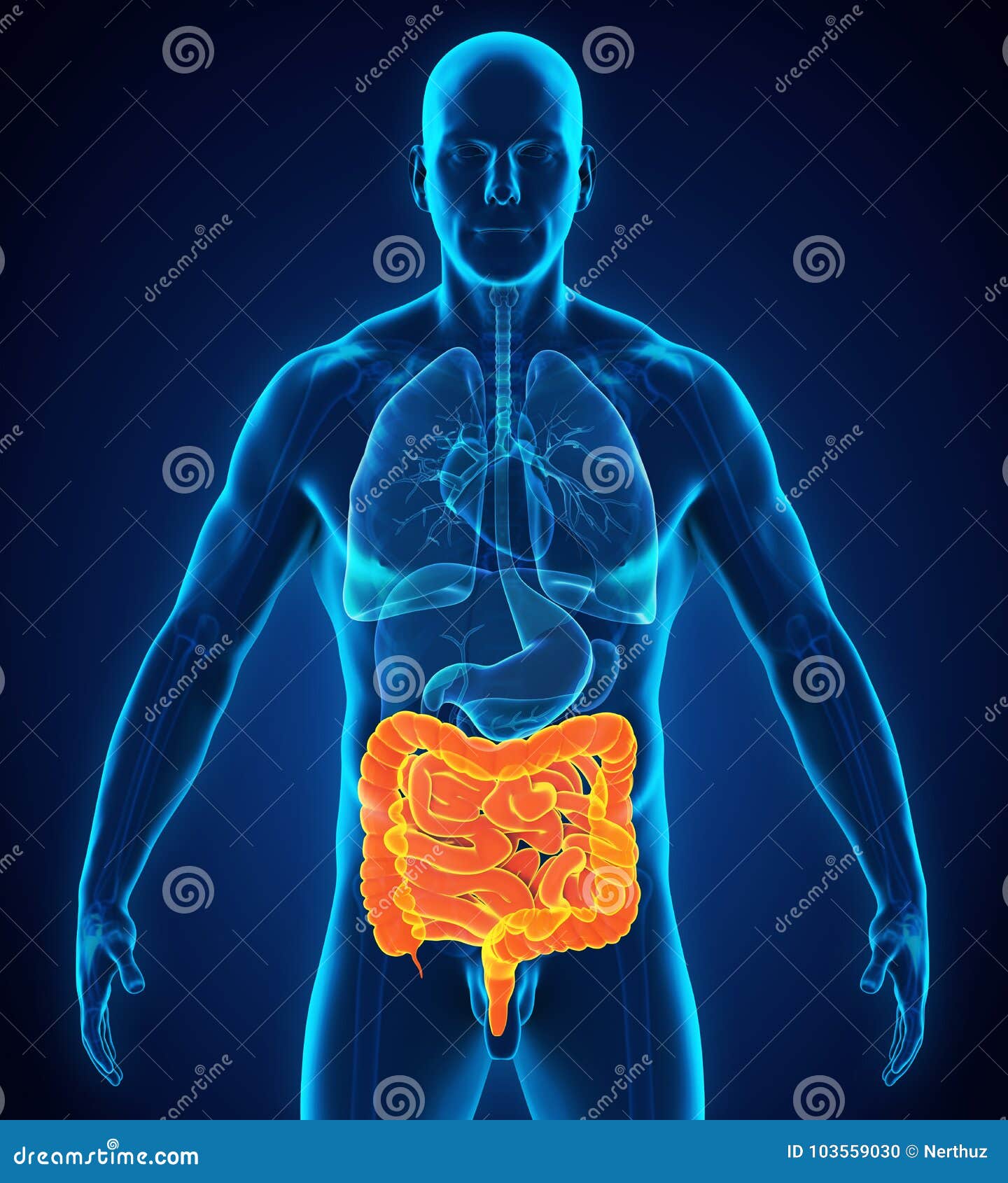 Anatomie Humaine D'intestin Illustration Stock - Illustration du ...