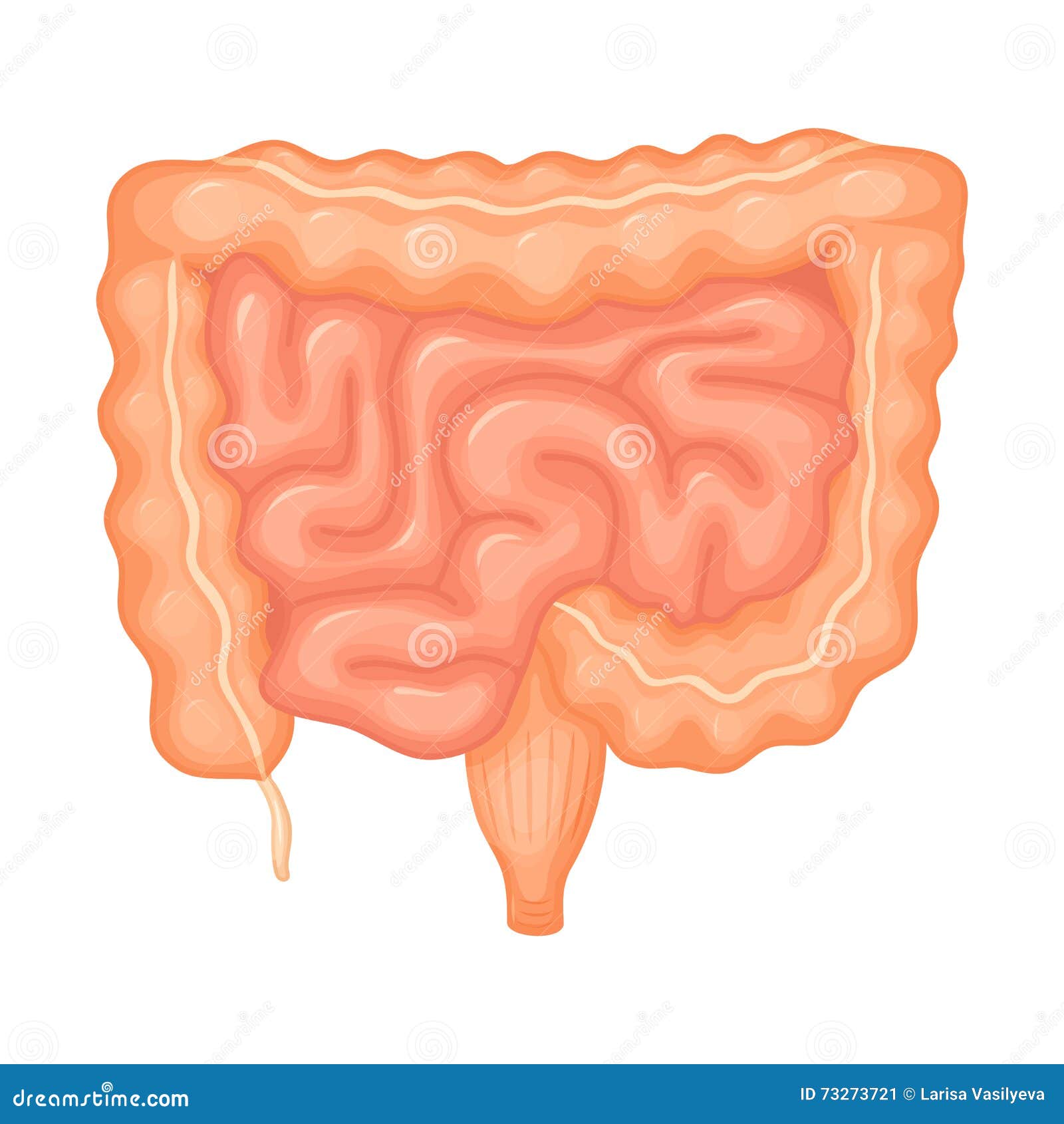 Anatomie Humaine D'intestins Illustration de Vecteur - Illustration du ...