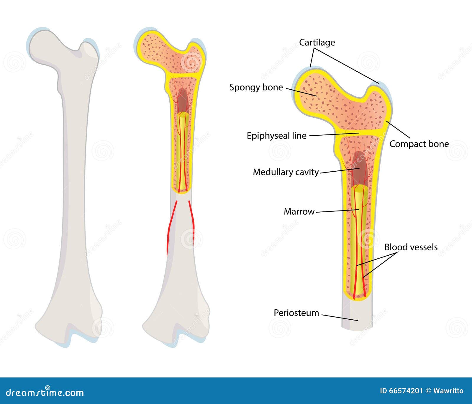 Anatomie humaine d'os, illustration de vecteur. Illustration du école ...