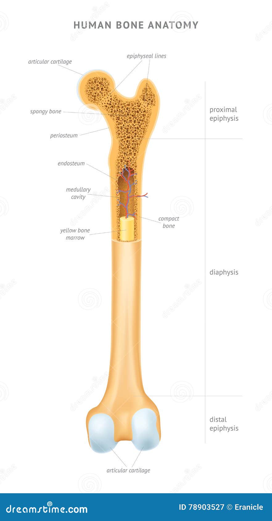 Anatomie humaine d'os illustration stock. Illustration of arrangement ...