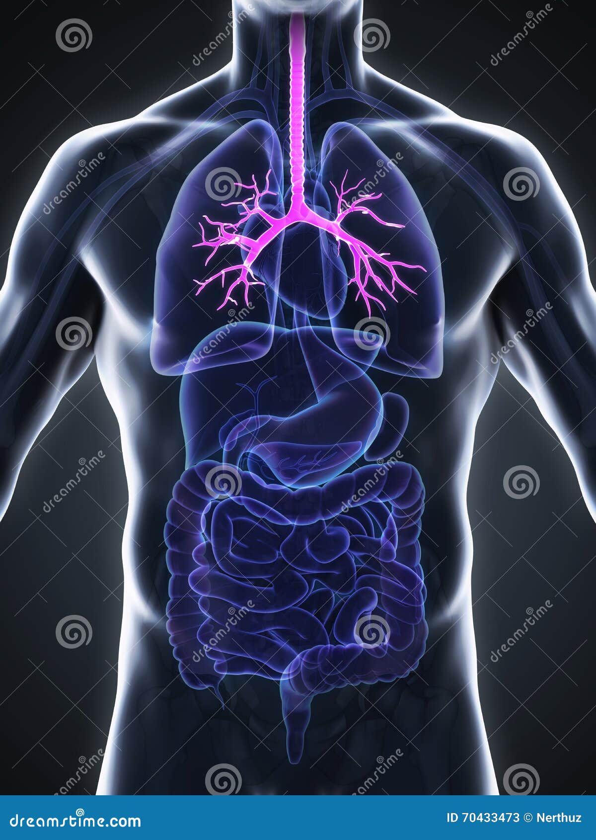 Anatomie Humaine De Bronches Illustration Stock - Illustration du ...