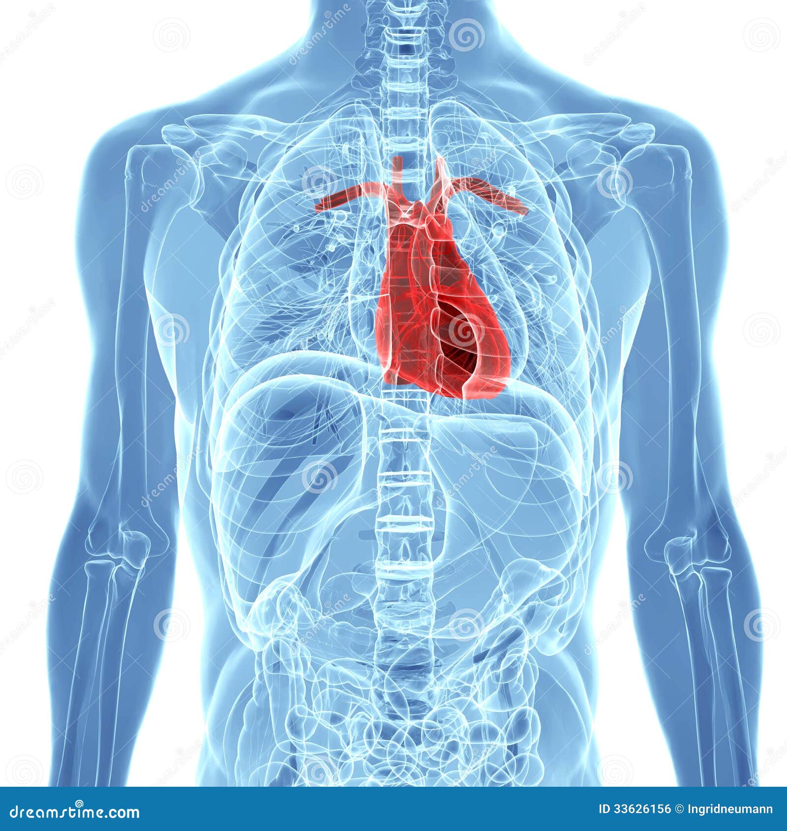 Anatomie Du Coeur Vue Intérieure Colorée Comment Fonctionne Le Cœur