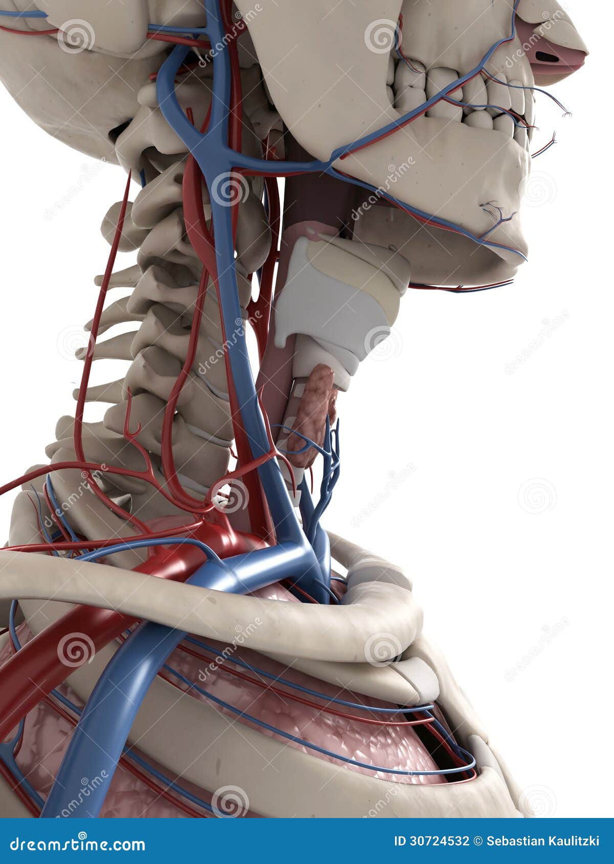 Anatomie humaine de cou illustration stock. Illustration du biologie ...