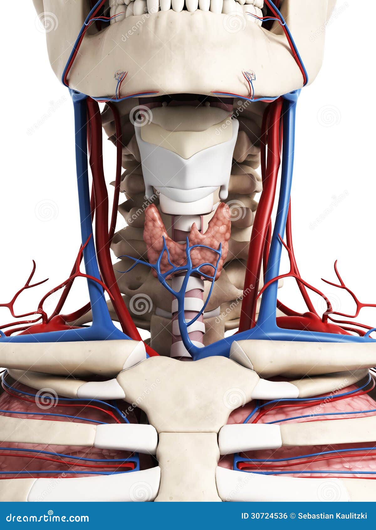 Anatomie humaine de cou illustration stock. Illustration du presse ...