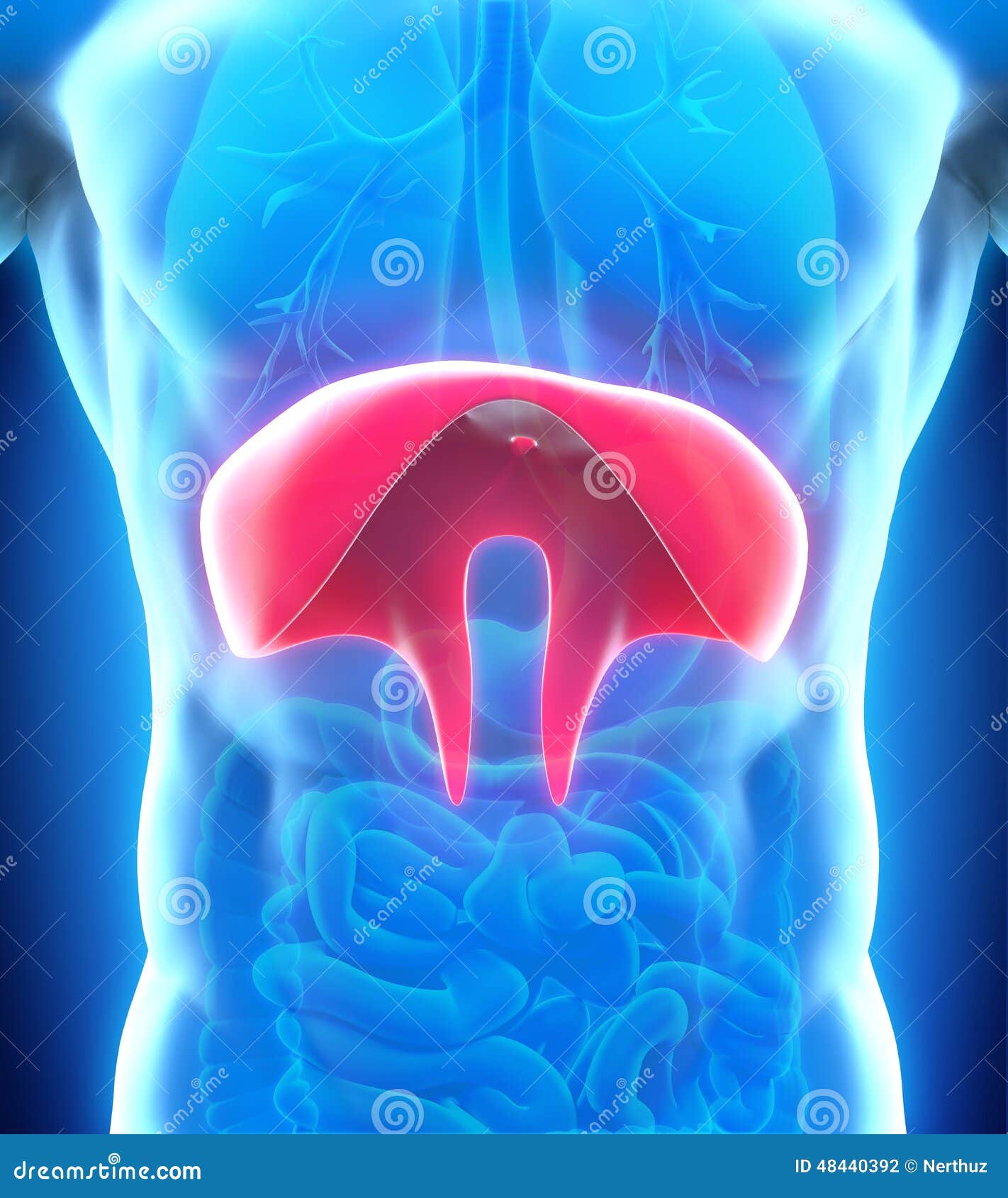 Anatomie Humaine De Diaphragme Illustration Stock - Image: 48440392