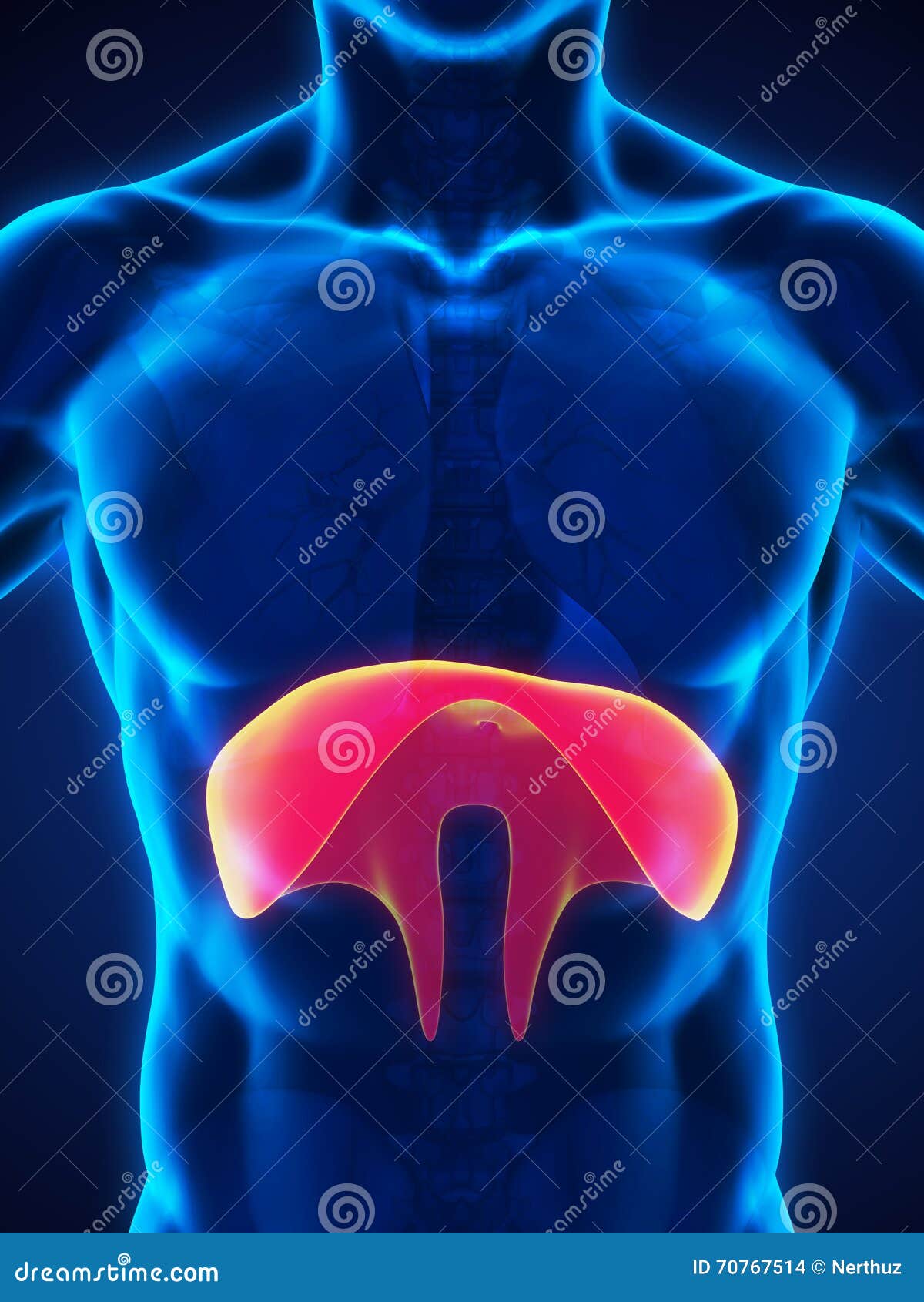 Anatomie Humaine De Diaphragme Illustration Stock - Illustration du ...