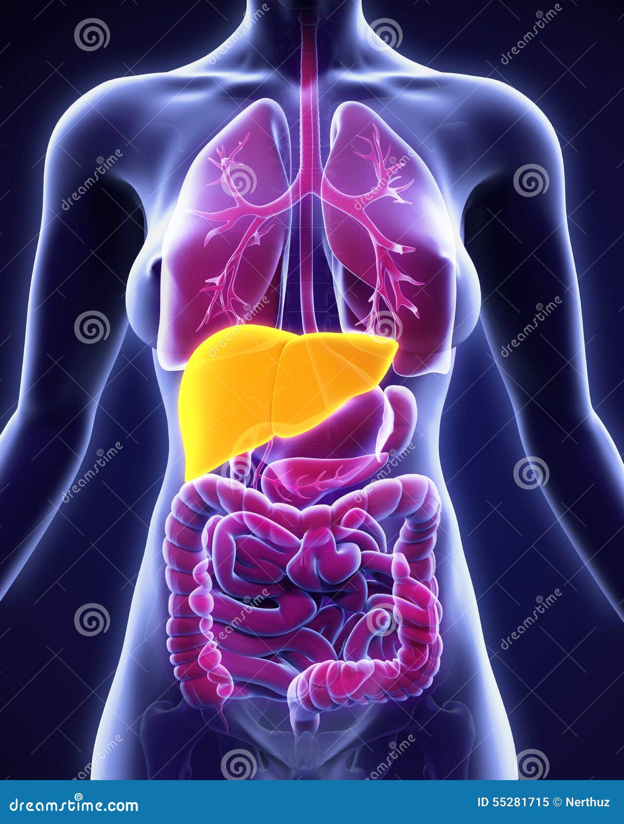 Anatomie humaine de foie illustration stock. Illustration du humain ...