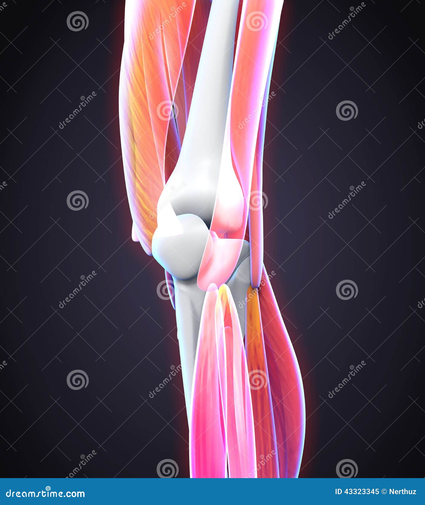 Anatomie humaine de genou illustration stock. Illustration du fuselage ...