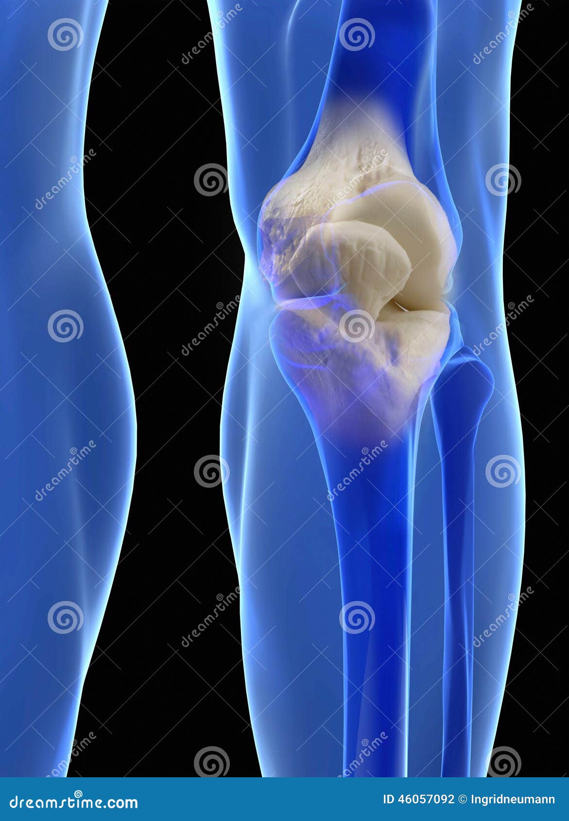 Anatomie humaine de genou illustration stock. Illustration du humain ...