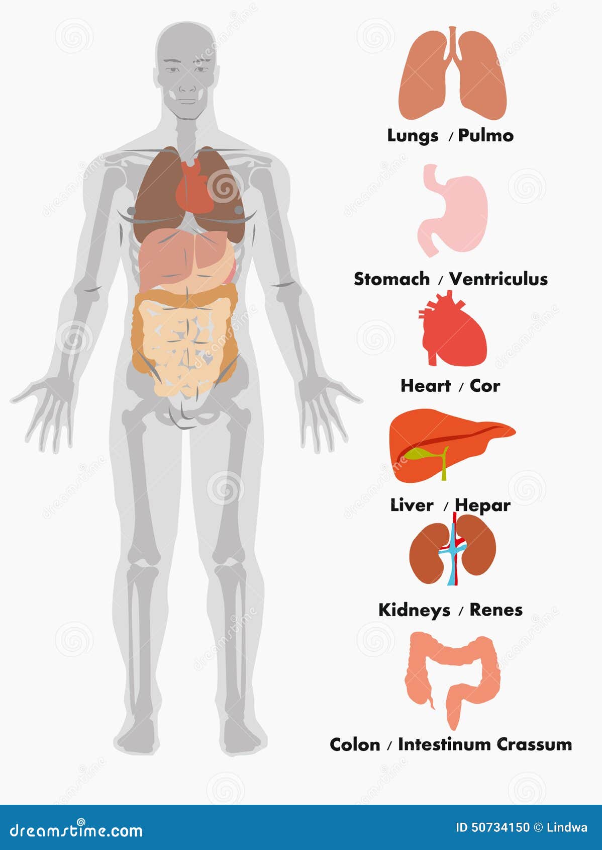 Anatomie Humaine De L'homme Illustration de Vecteur - Illustration du ...